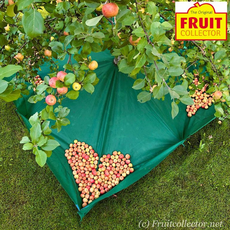 The Original Fruit Collector ® -harvesting net - Fruit Collector