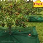 The Original Fruit Collector ® -harvesting net - Fruit Collector